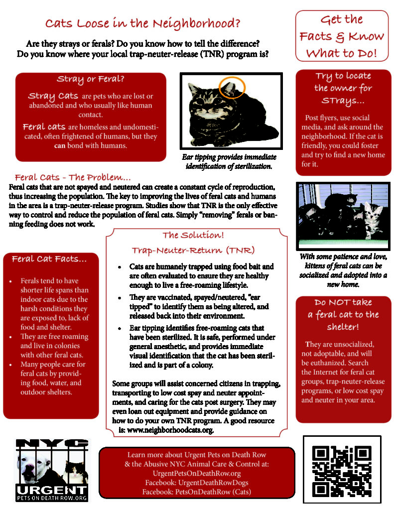 Promotional Flyer About Trap, Neuter, Release for feral cats ...